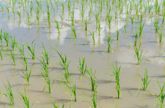 Le Cameroun avec l’appui de la Corée du Sud veut produire 1 000 tonnes ...