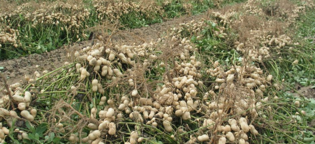 Sénégal : La production d’arachides devrait diminuer de 200 000 tonnes ...