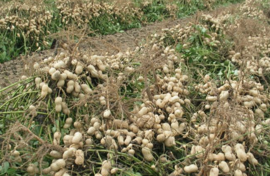 Sénégal : La production d’arachides devrait diminuer de 200 000 tonnes ...